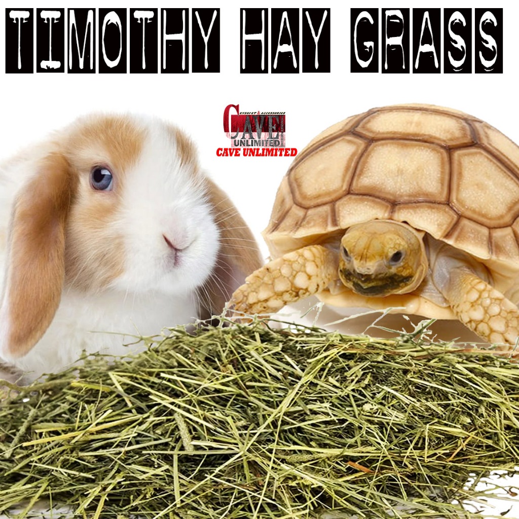 Jual TIMOTHY HAY GRASS RUMPUT TIMOTI MAKANAN PAKAN TORTOISE SULCATA ...