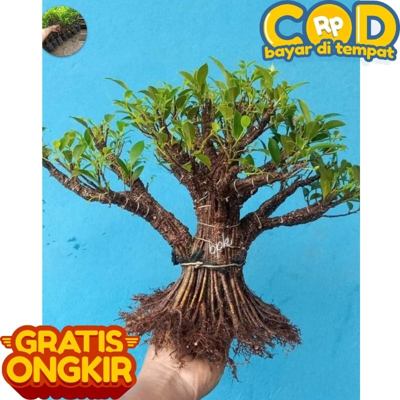 Jual Bahan Gabungan Bonsai Beringin Kimeng | Shopee Indonesia