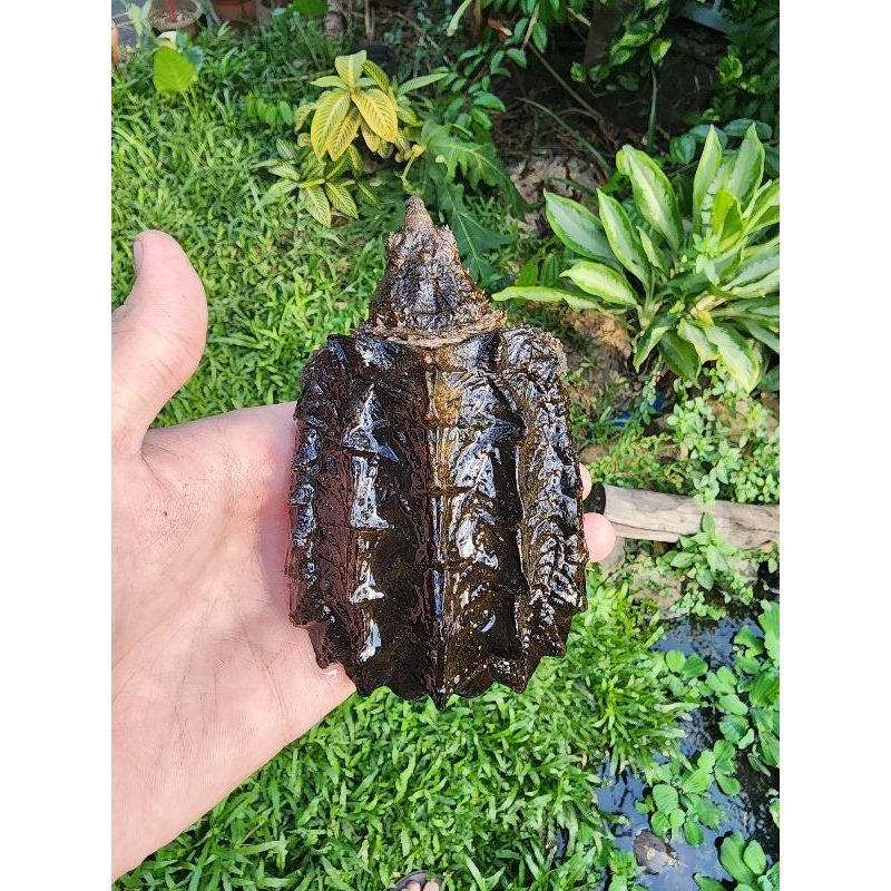 Jual Alligator Snapping Turtle AST | Shopee Indonesia