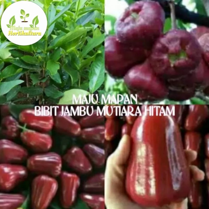 Jual BIBIT JAMBU AIR MUTIARA HITAM JUMBO (SUPER) | Shopee Indonesia