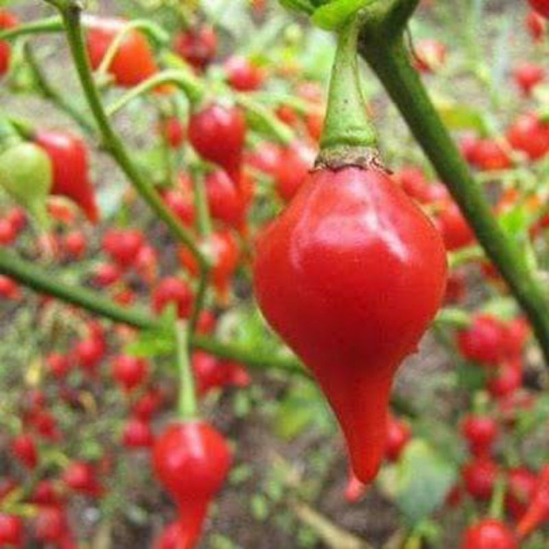 Jual 5 Benih/ Biji Cabai Red Chupetinho | Shopee Indonesia