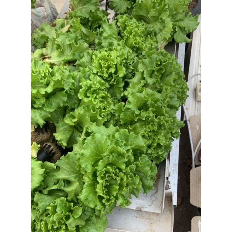 Jual Selada kriting slada hidroponic 250 gram | Shopee Indonesia