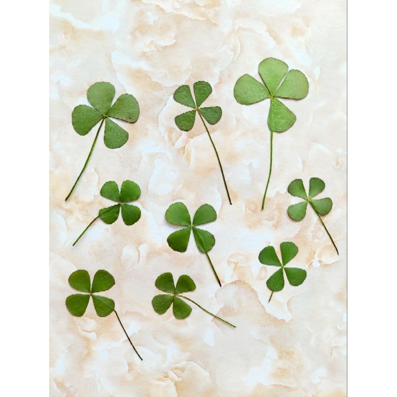 Jual Pressed Clover Leaf - Oshibana - Dried Leaf - Daun Kering - Bunga ...
