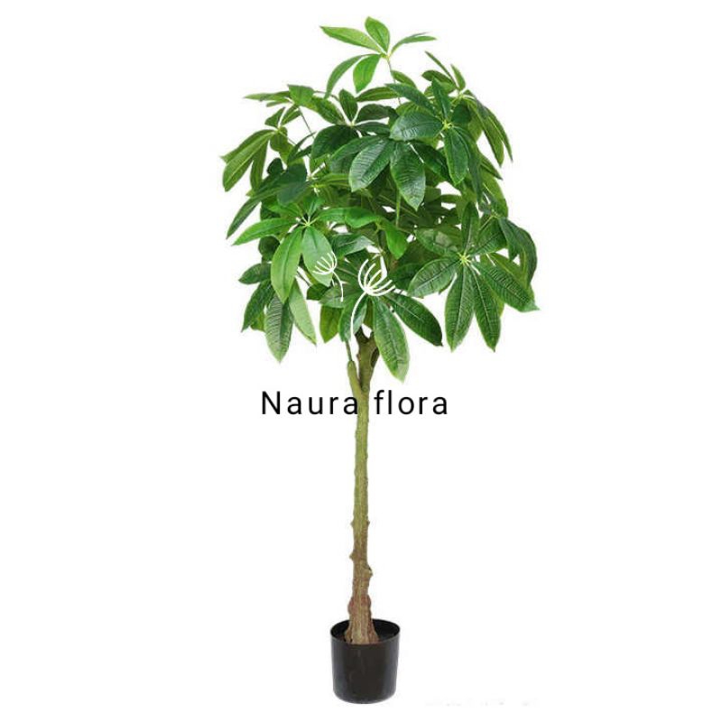 Jual Tanaman hias pacira Tinggi 1 meter - Pohon keberuntungan - pohon ...