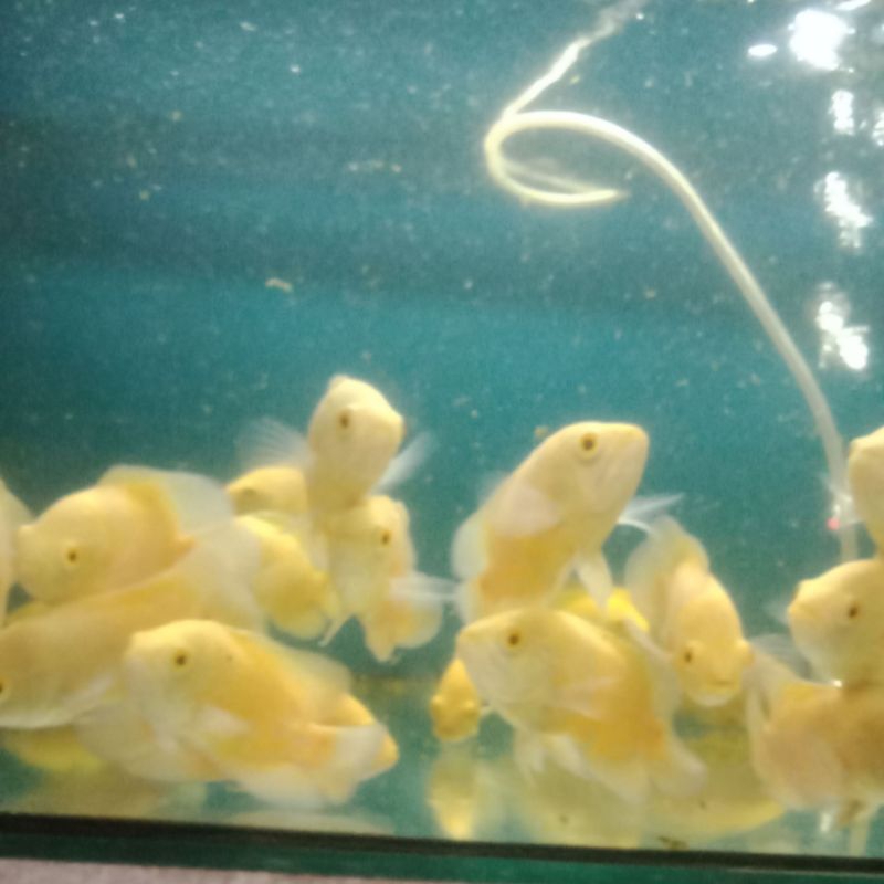 Jual OSCAR ALBINO | Shopee Indonesia