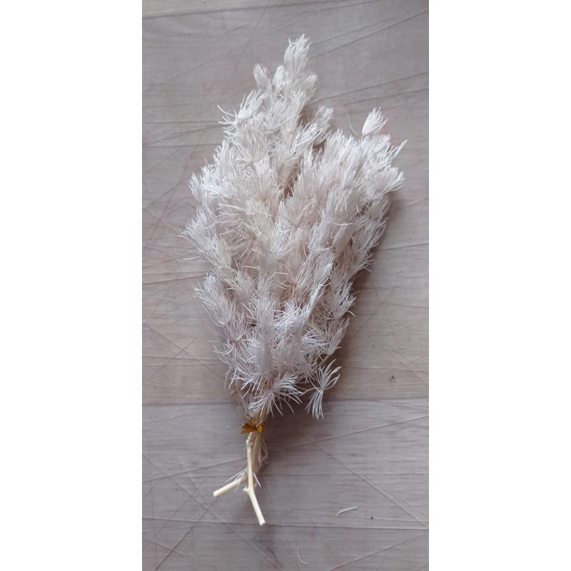 Jual Bunga Asparagus Bintang 5 gram Serba 15 Ribu | Shopee Indonesia