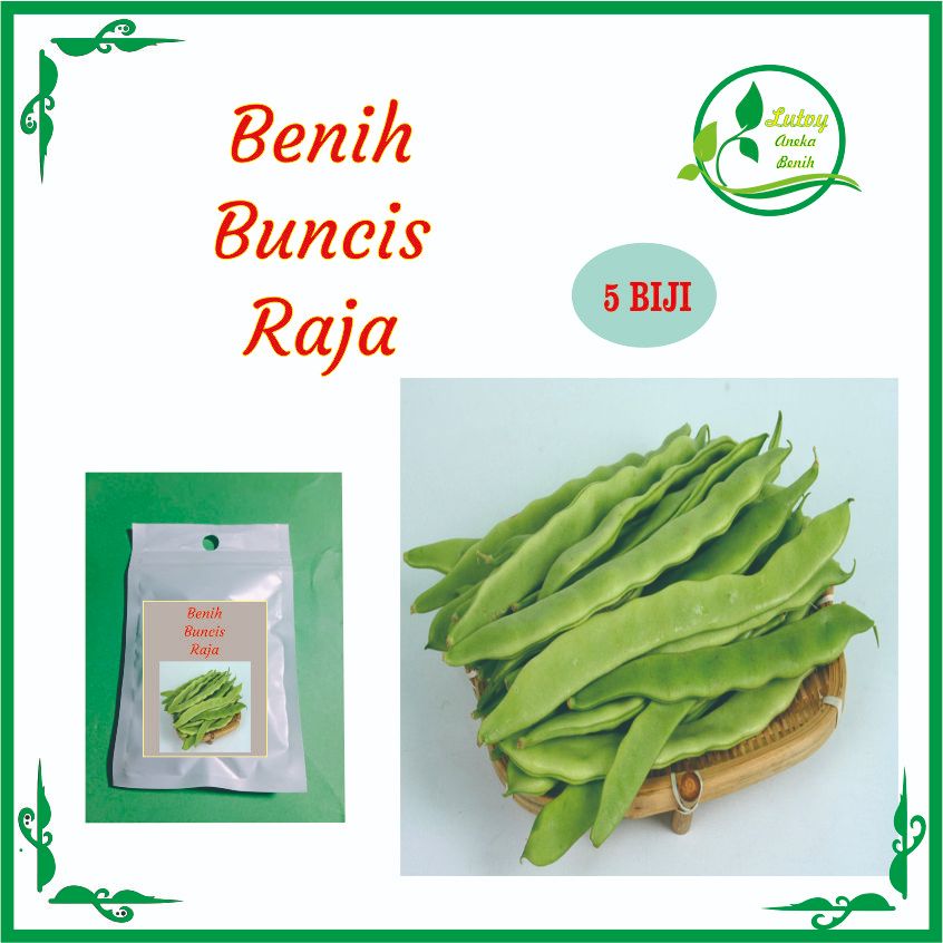 Jual BENIH BUNCIS RAJA ISI 5 BIJI | Shopee Indonesia