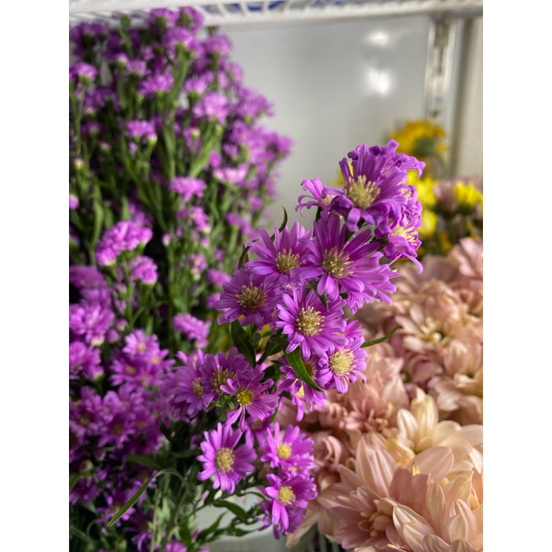 Jual (single sweet) Bunga Asli KHUSUS JABODETABEK / BUNGA HIDUP Bouquet ...