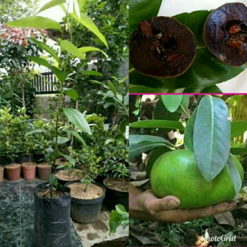 Jual Tinggi 100 cm UP. Bibit Black Sapote Jumbo/Sawo Hitam. Asli ...
