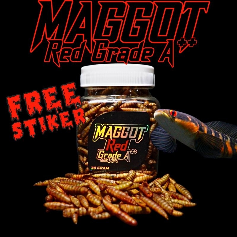 Jual Maggot Terlengkap & Harga Terbaru Mei 2026 | Shopee Indonesia