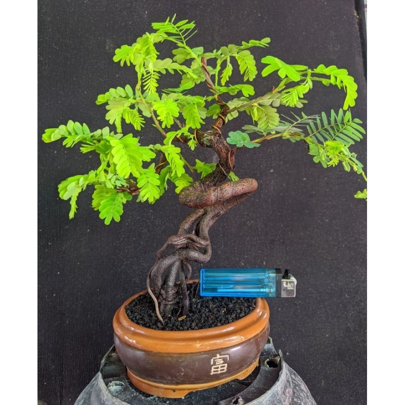 Jual bonsai asem jawa exposed akar mame cakep realpic + pot keramik ...