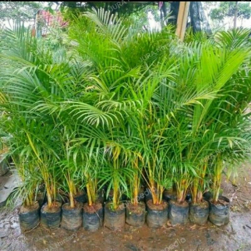 Jual tanaman hias pinang kuning (palem kuning)Tinggi 1Meter-Best (new ...