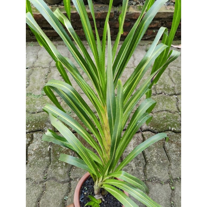 Jual grammatophyllum speciosum variegata (anggrek tebu var) | Shopee ...