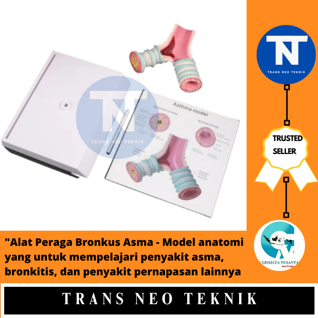 Jual "Alat Peraga Bronkus Asma - Model anatomi yang untuk mempelajari ...