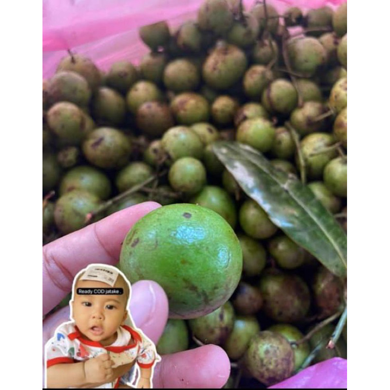 Jual Buah Jatake Gandaria segar | Shopee Indonesia
