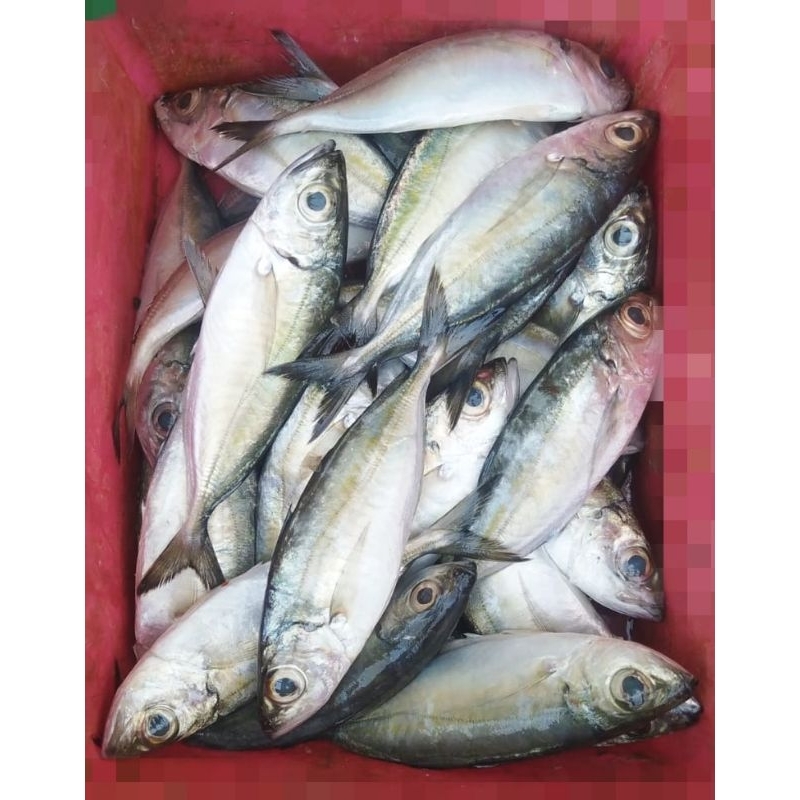 Jual ikan kembung/banyar/lema/tatare segar fresh | Shopee Indonesia