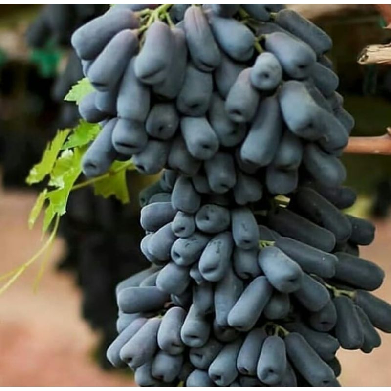 Jual Bibit anggur moondrop super genjah rasa manis hasil/hasil grafting ...
