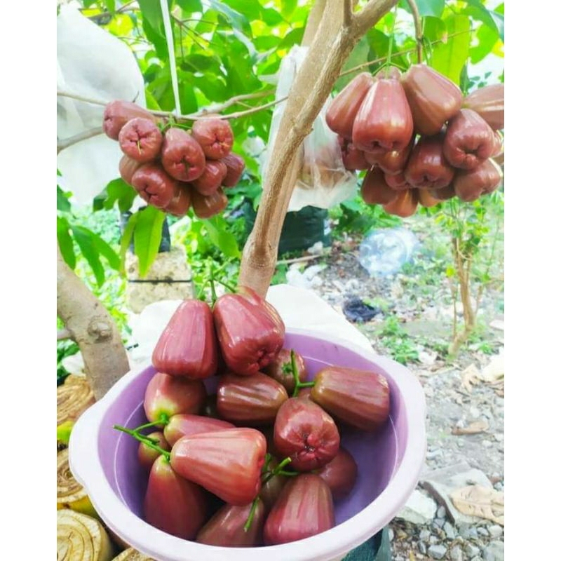 Jual Entres Jambu Air Dalhari | Shopee Indonesia