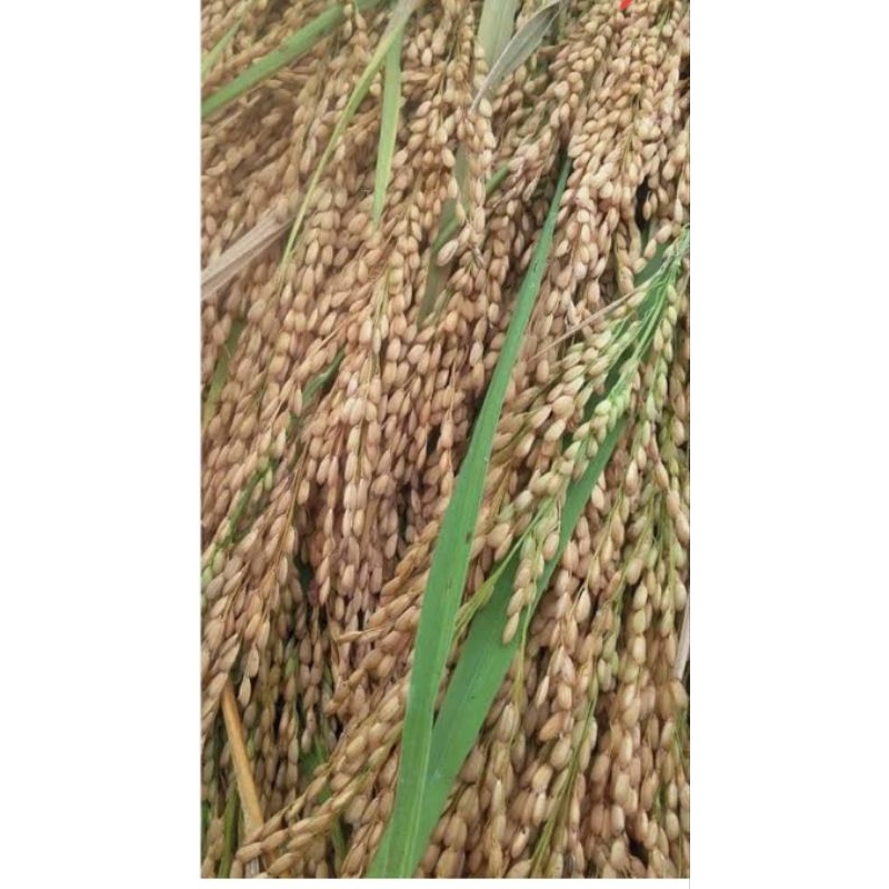 Jual Bibit Padi Gogo padi tanpa olah tanah padi lahan kering 1 kg ...