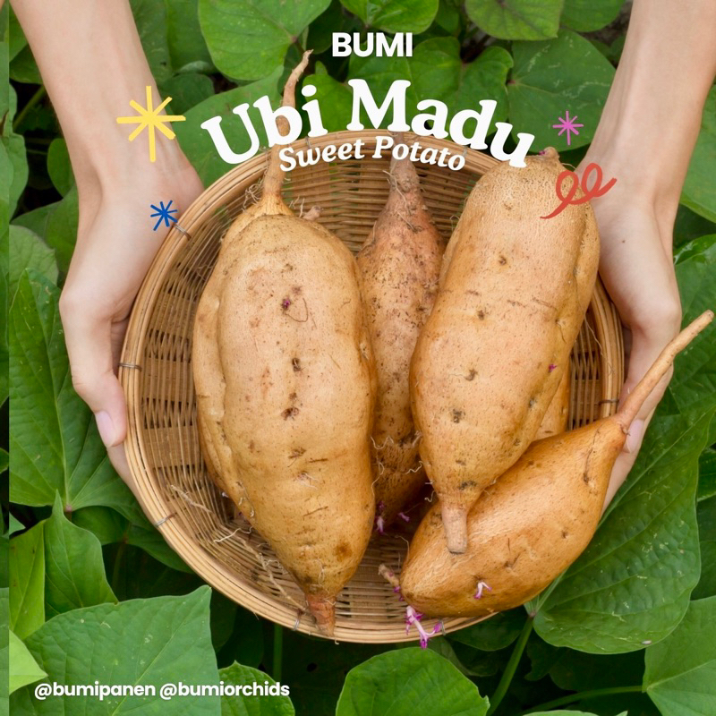 Jual Ubi Madu Manis 1kg - Sweet Potato BUMI PANEN Lezat Harum Telo Mix ...