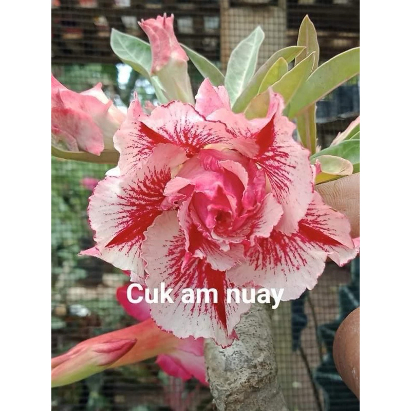 Jual Tanaman Hias Adenium Id Cuk Am Nuay bunga Tumpuk / Adenium Jepang ...