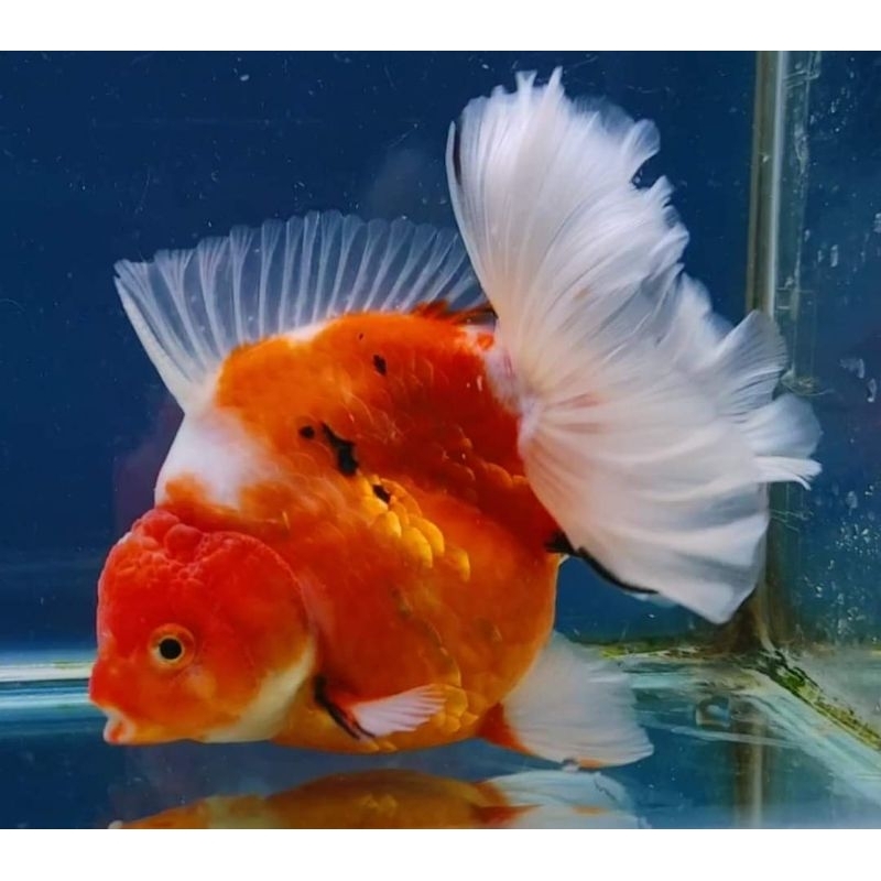 Jual Ikan Mas Koki Oranda Rosetail HQ | Shopee Indonesia