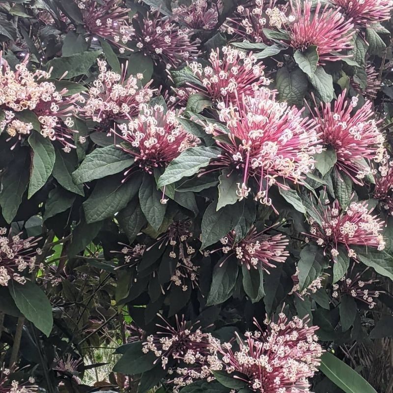 Jual Bibit tanaman bunga kembang api/starburst, Clerodendrum ...