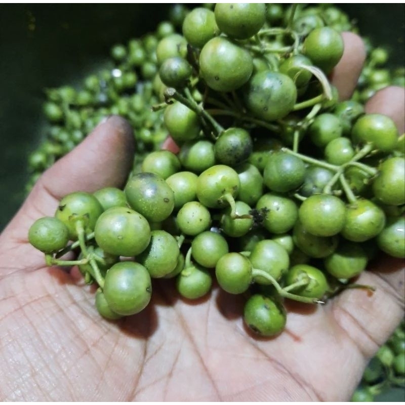 Jual Buah ranti/buah leunca lalapan khas sunda buah segar | Shopee ...