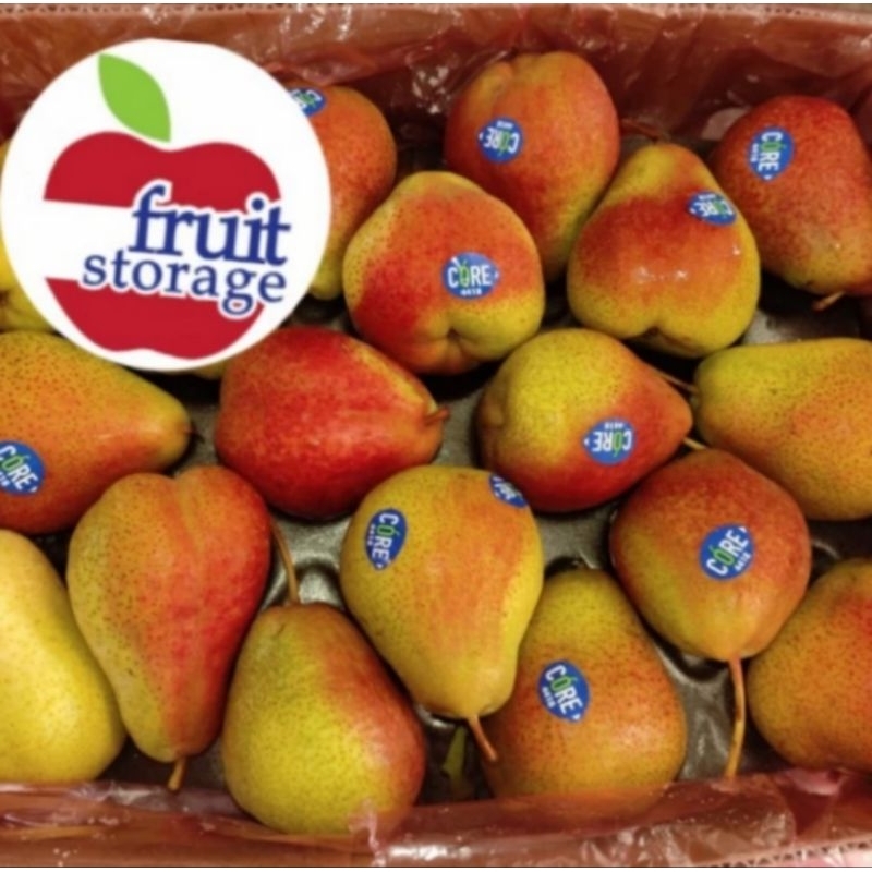 Jual Bibit Buah Pear Forelle Afrika / Pir Forelle, Import, Hasil ...