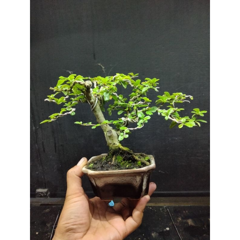 Jual bonsai hokiantea pot keramik sesuai gambar | Shopee Indonesia Jual bonsai hokiantea pot keramik sesuai gambar | Shopee Indonesia