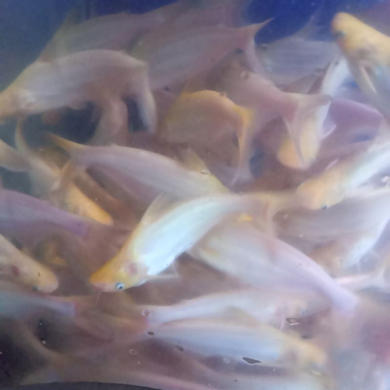 Jual Bibit Ikan Patin Albino ukuran 15 cm | Shopee Indonesia