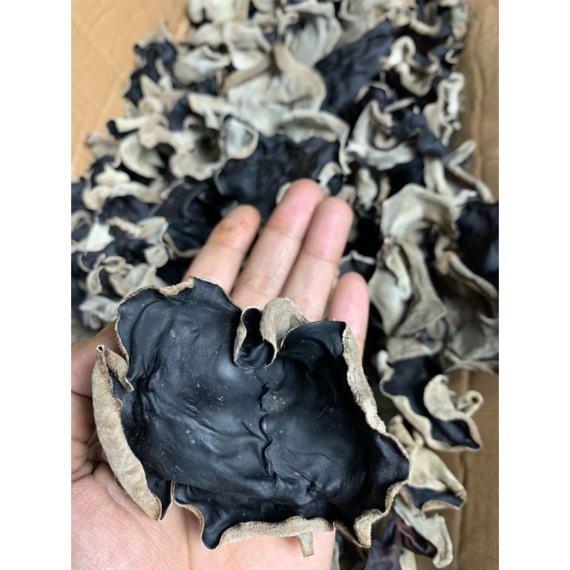 Jual JAMUR KUPING KERING JAMUR HITAM 1 KG | Shopee Indonesia