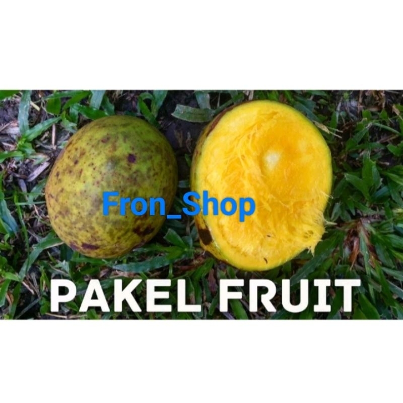 Jual Buah Pakel/Limus 1Kg Langsung Petik | Shopee Indonesia