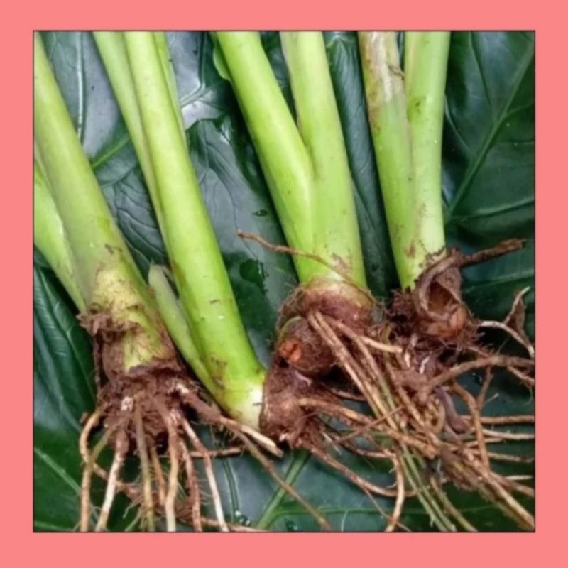 Jual Bibit Benih Talas Beneng Super Varietas Unggul Siap Tanam (5pcs ...