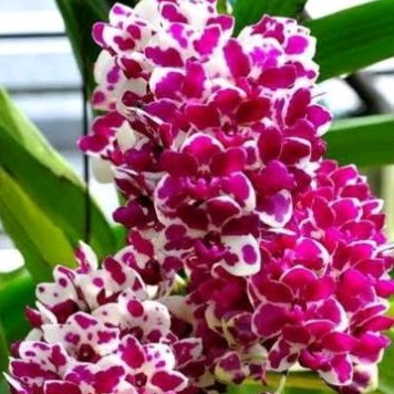 Jual CATTLEYA | ANGGREK CATTLEYA NITCHAKARN 'LIN PING' | Shopee Indonesia