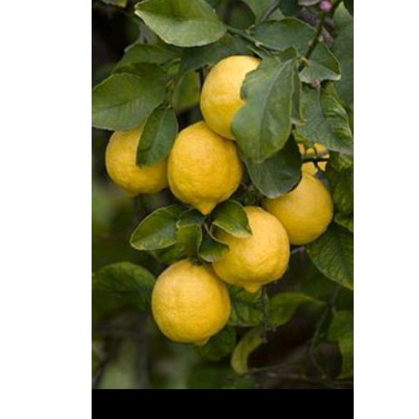 Jual BIBIT JERUK LEMON SIGLES (montaji) | Shopee Indonesia