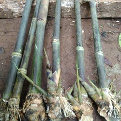 Jual bibit bongol bambu hitam asli berkualitas unggul 1meter | Shopee ...