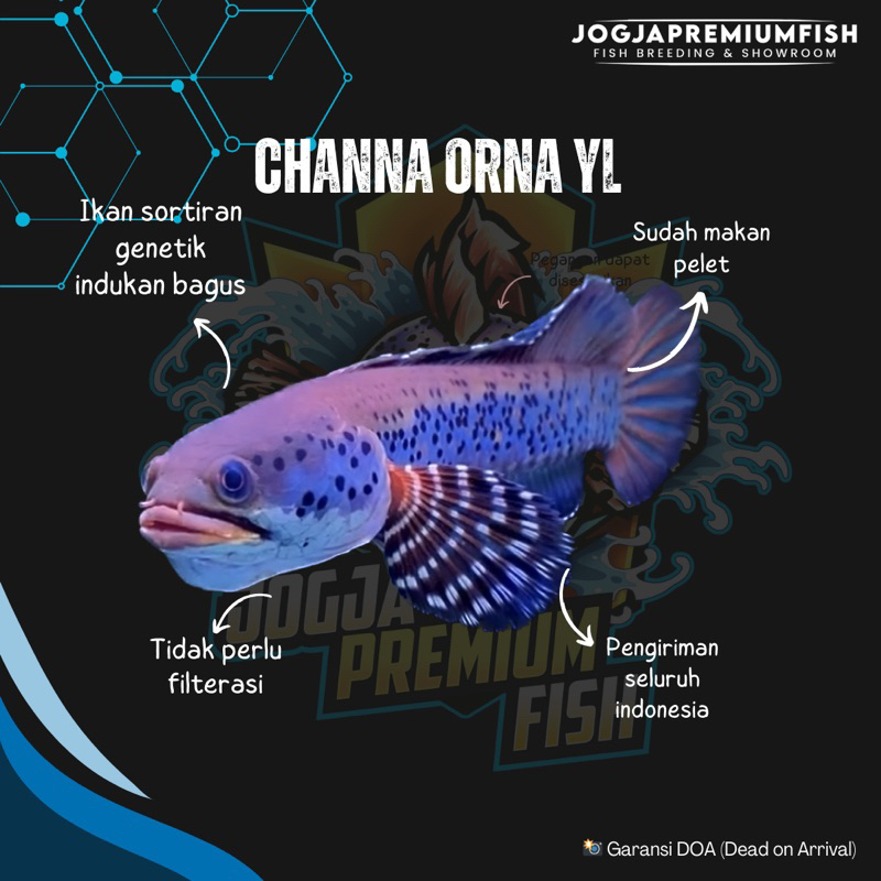 Jual STIKER ORNA YL | Shopee Indonesia