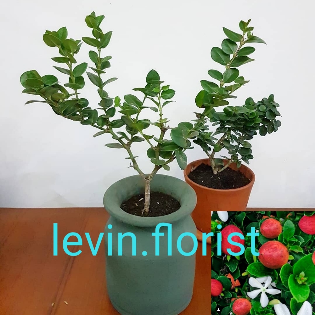 Jual Carissa macrocarpa / Natal plum / melati gurun wangi/ bibit ...