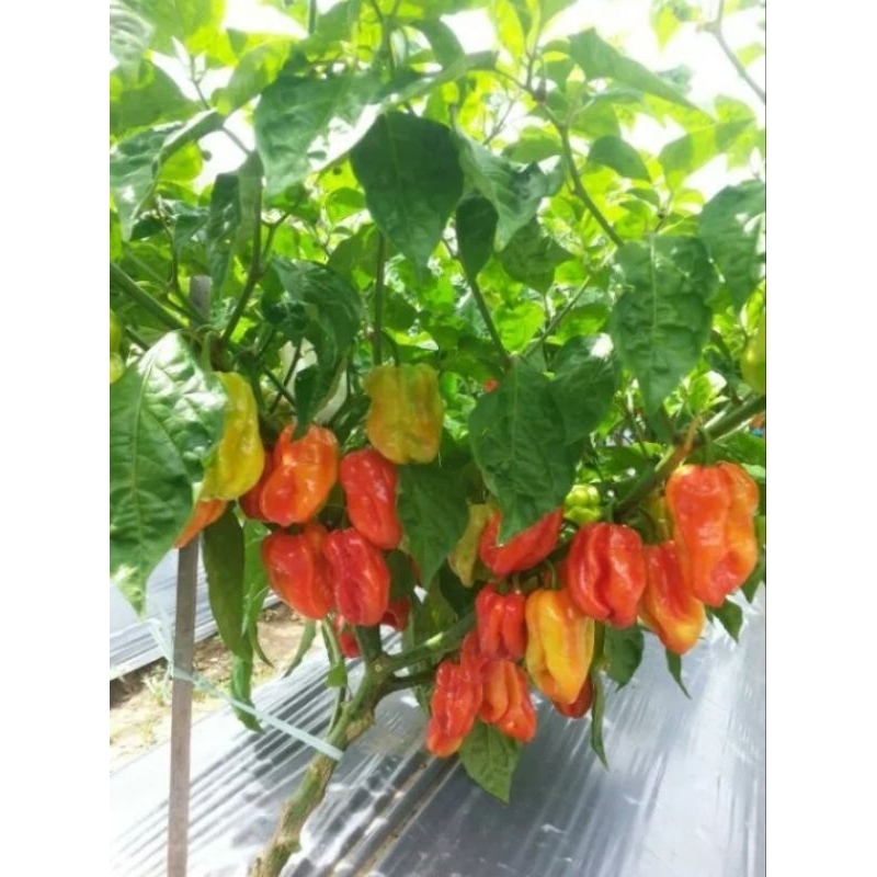Jual CABE KATOKKON TORAJA TANAMAN HIDUP | Shopee Indonesia