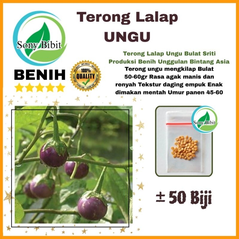 Jual 50 Bibit Terong Lalap Ungu Bulat Sriti Benih Sayuran Unggul ...