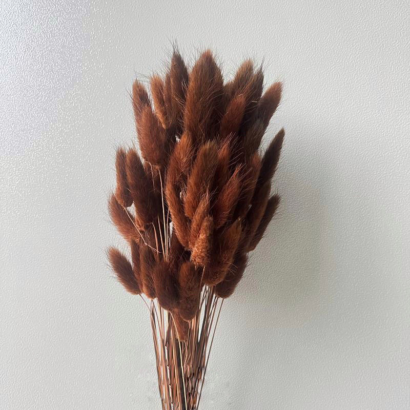Jual ( 10 Tangkai ) Bunga Kering Lagurus Preserved Bunny Tail Dried ...