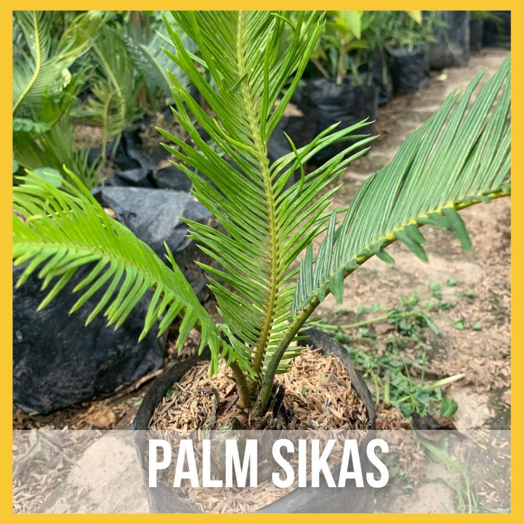 Jual Tanaman Hias Palm Palem Sikas / Mawar Jambe / Pakis Haji Bunga ...