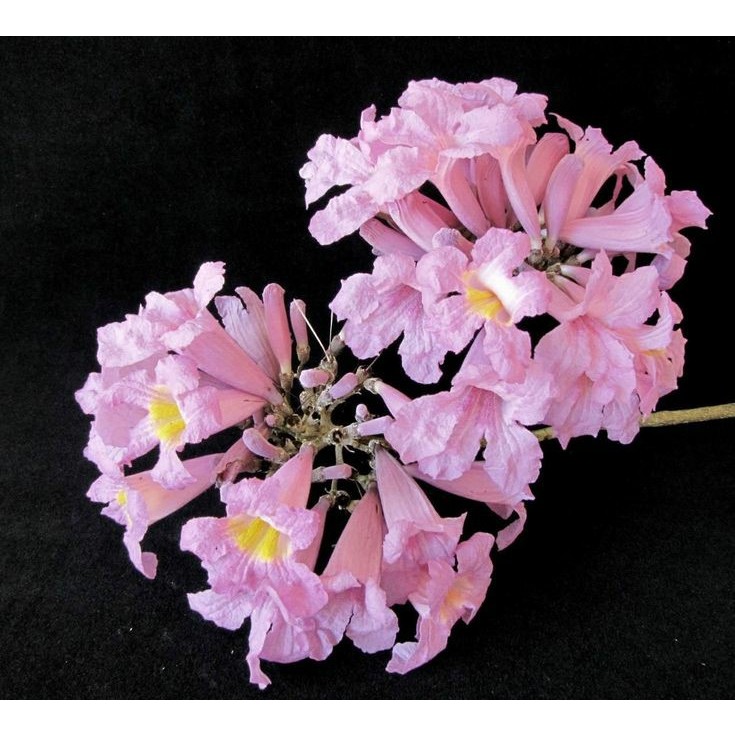 Jual Benih Bunga Tabebuia Rosea Pink 2 biji | Shopee Indonesia