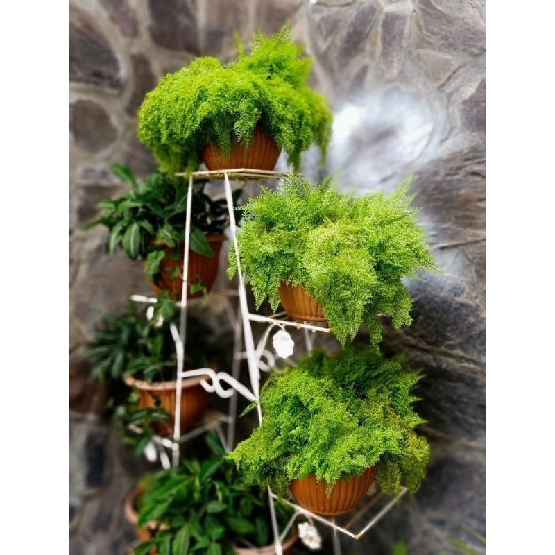 Jual Tanaman hias pakis embun (cotton candy fern) | Shopee Indonesia