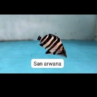 Jual Datz Sumatra 4 bar simetris croosbelly Datz grade A | Shopee Indonesia