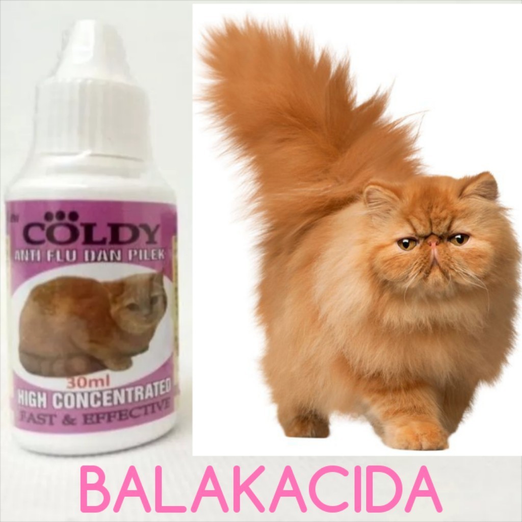 Jual Obat Flu Kucing Pilek COLDY CAT Aman Untuk Kitten | Shopee Indonesia