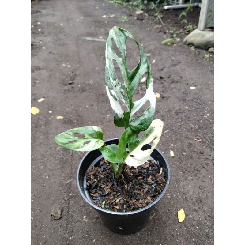 Jual Monstera Janbol Varigata Putih | Shopee Indonesia