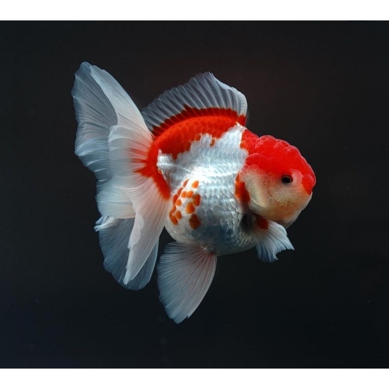 Jual ikan mas koki oranda rosetail / oranda rosetail red white ikan ...