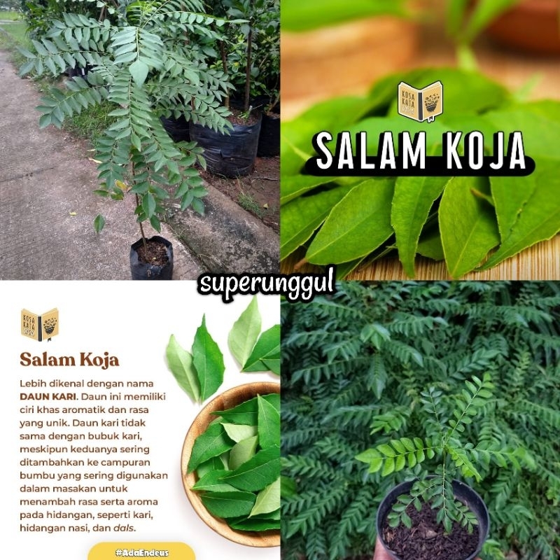 Daun Kari (Salam Koja): Aroma Wangi, Khasiat Tersembunyi, Dan Kelezatan ...